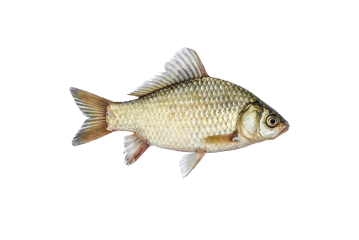 Harga Ikan Mas Hari ini - detikFinance